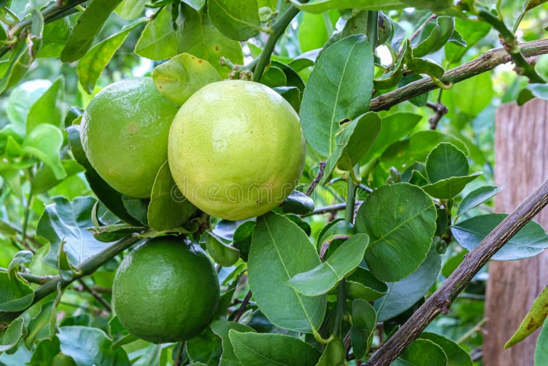 Lemon,Green Lemon,green Lemon on the Tree Stock Image - Image of ...
