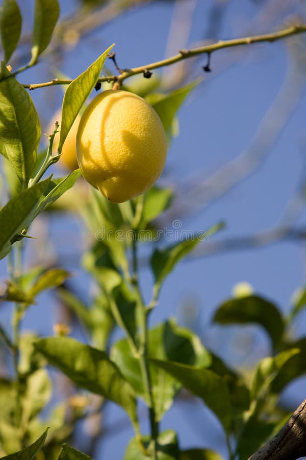 Lemon Growing stock photo. Image of zesty, spanish, garden - 4628648