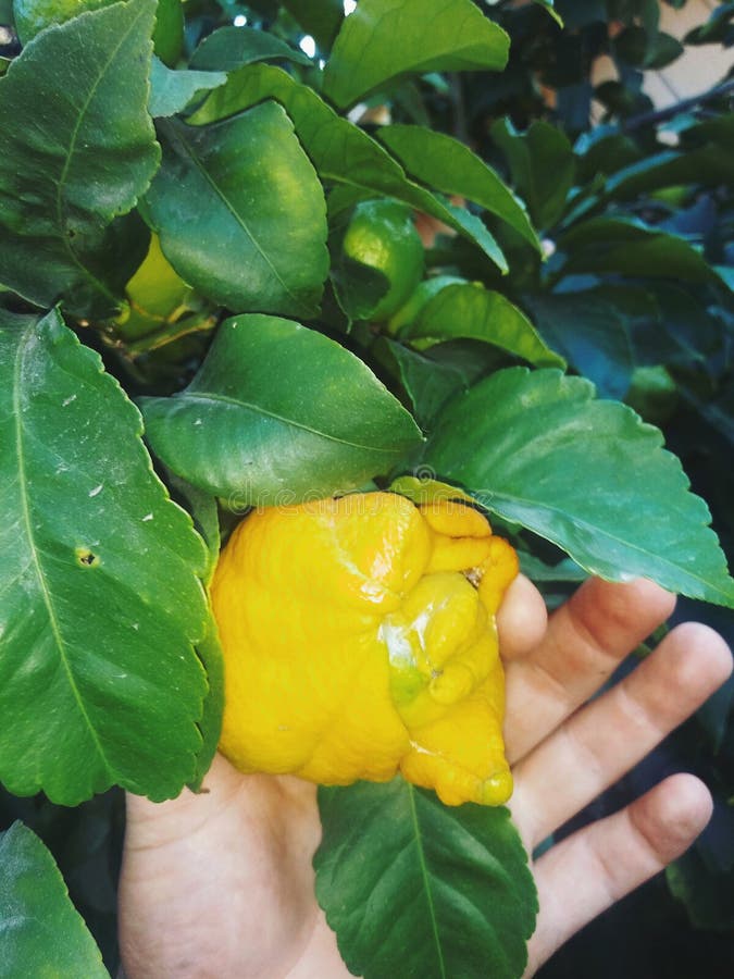 Lemon Growing Inside Another Lemon Stock Image - Image of plants, freak ...