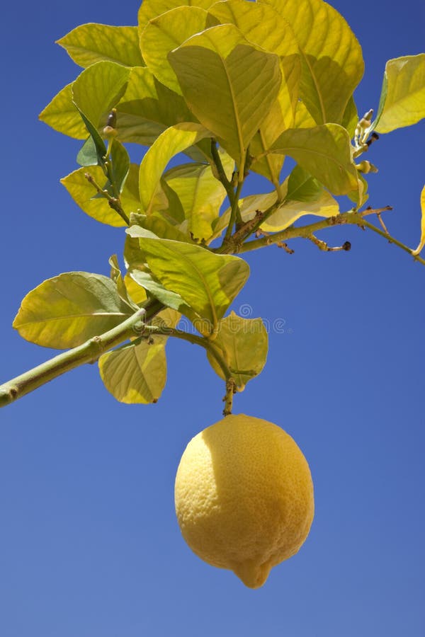 Lemon growing in the sun stock photo. Image of fruit - 19509044