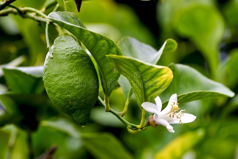 Flower and Still Green Fruit of Lemon Citrus Limon, Rutaceae on Bush in ...