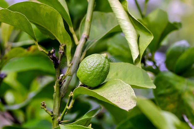 Still Green Fruit of Lemon Citrus Limon, Rutaceae on Bush in Early ...