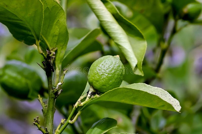 Still Green Fruit of Lemon Citrus Limon, Rutaceae on Bush in Early ...