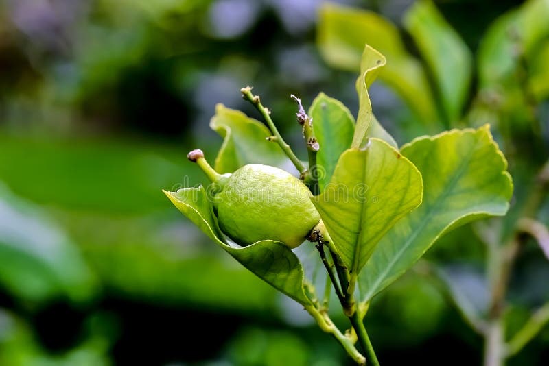 Still Green Fruit of Lemon Citrus Limon, Rutaceae on Bush in Early ...