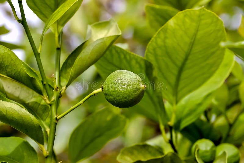 Still Green Fruit of Lemon Citrus Limon, Rutaceae on Bush in Early ...
