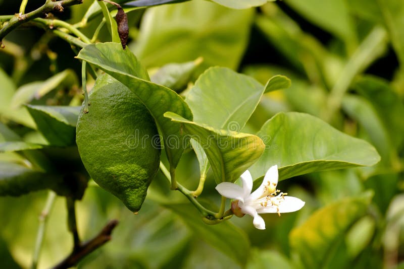 Flower and Still Green Fruit of Lemon Citrus Limon, Rutaceae on Bush in ...