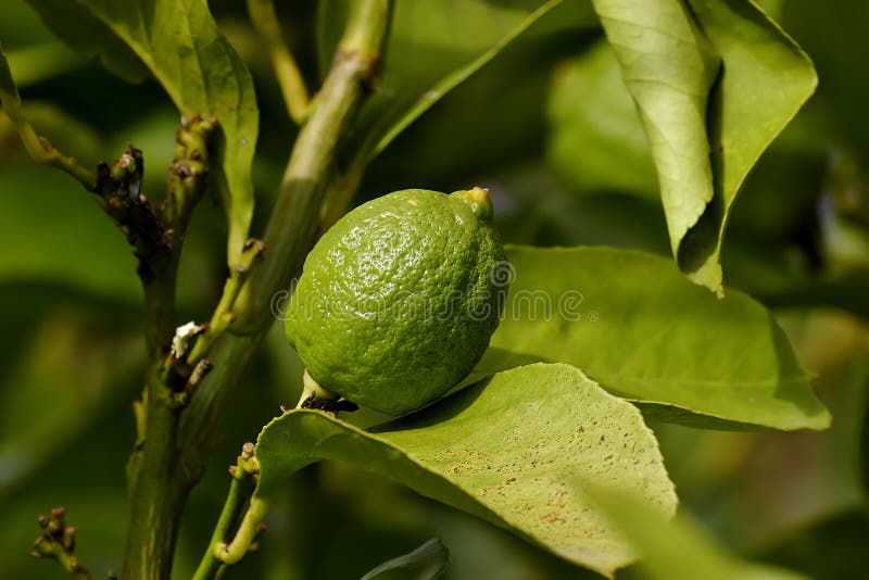 Still Green Fruit of Lemon Citrus Limon, Rutaceae on Bush in Early ...