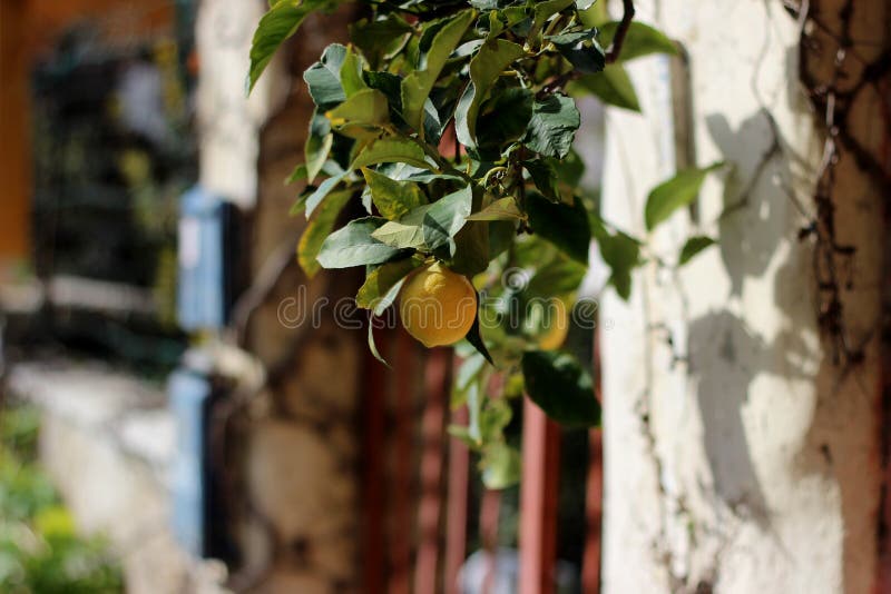 A Lemon Grows on a Tree in a Street Stock Image - Image of leaf, lemons ...