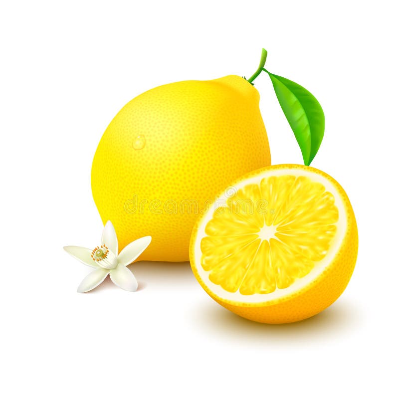Lemon Flower Stock Illustrations – 14,092 Lemon Flower Stock ...