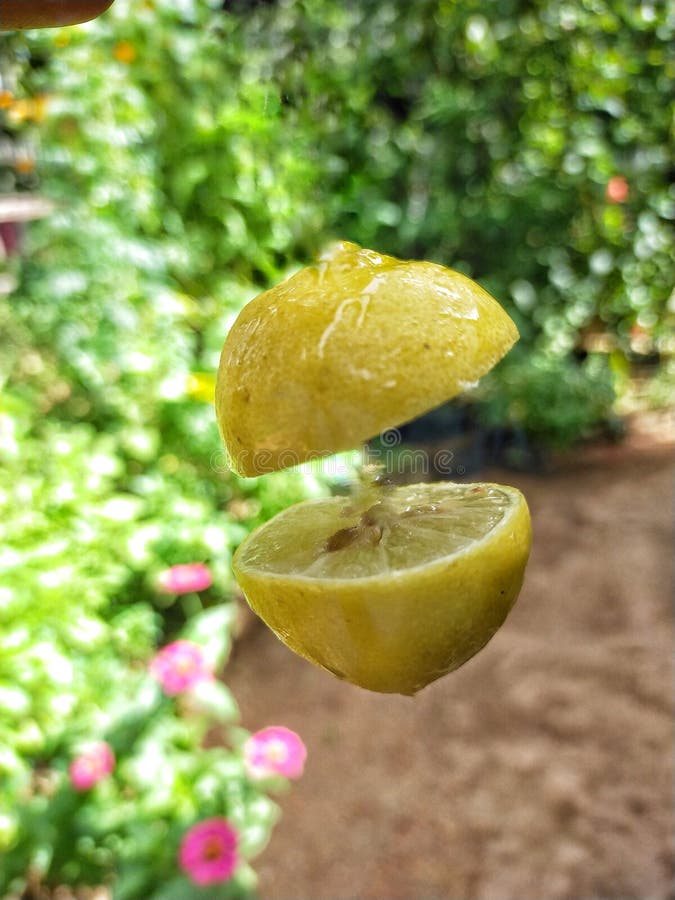 Lemon in half stock image. Image of tossed, statue, heavy - 197025343