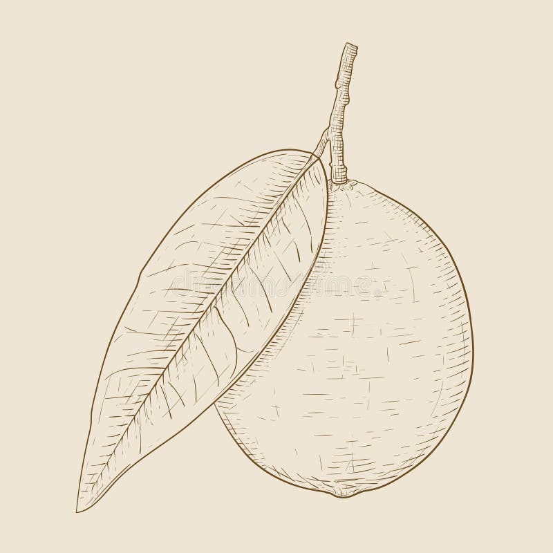 Lemon with Leaf. Colored Hand Drawn Sketch Stock Vector - Illustration ...