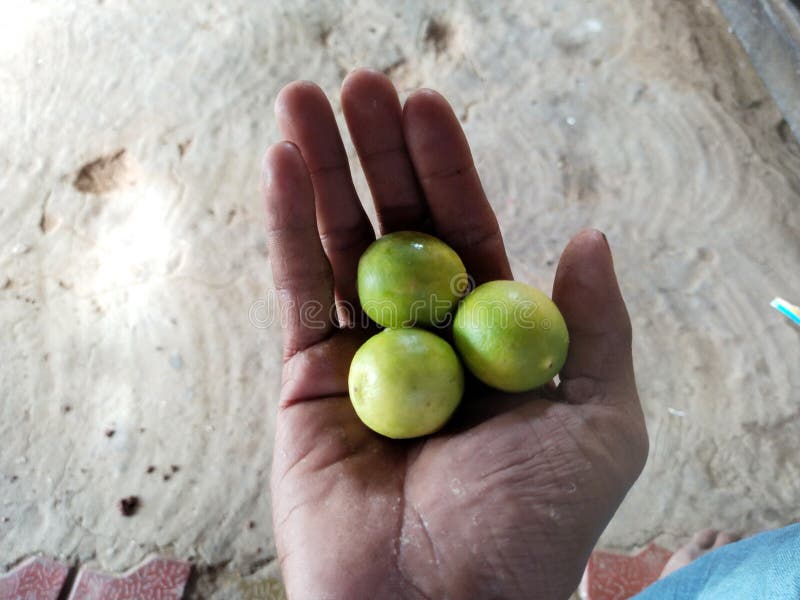 Lemon and hand stock photo. Image of petal, limb, flower - 219100256