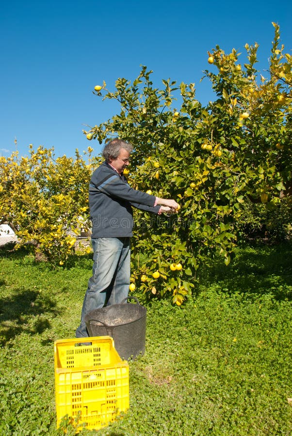 Lemon harvest stock photo. Image of picked, costa, trees - 25607838