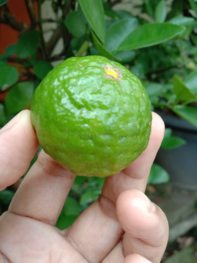Lemon Herbal fruits stock image. Image of gourd, fresh - 264151541