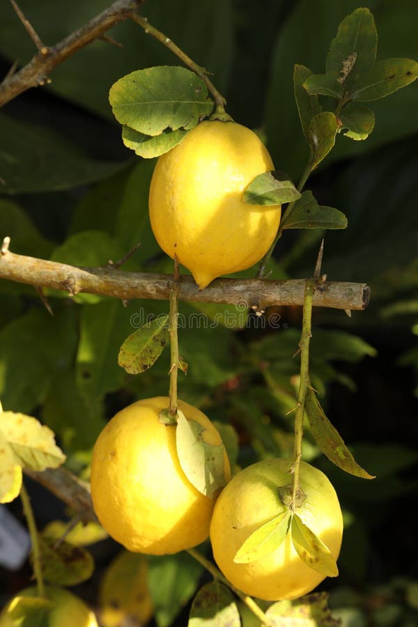 Lemon and the Hot Afternoon Sun Stock Image - Image of bright, skin ...