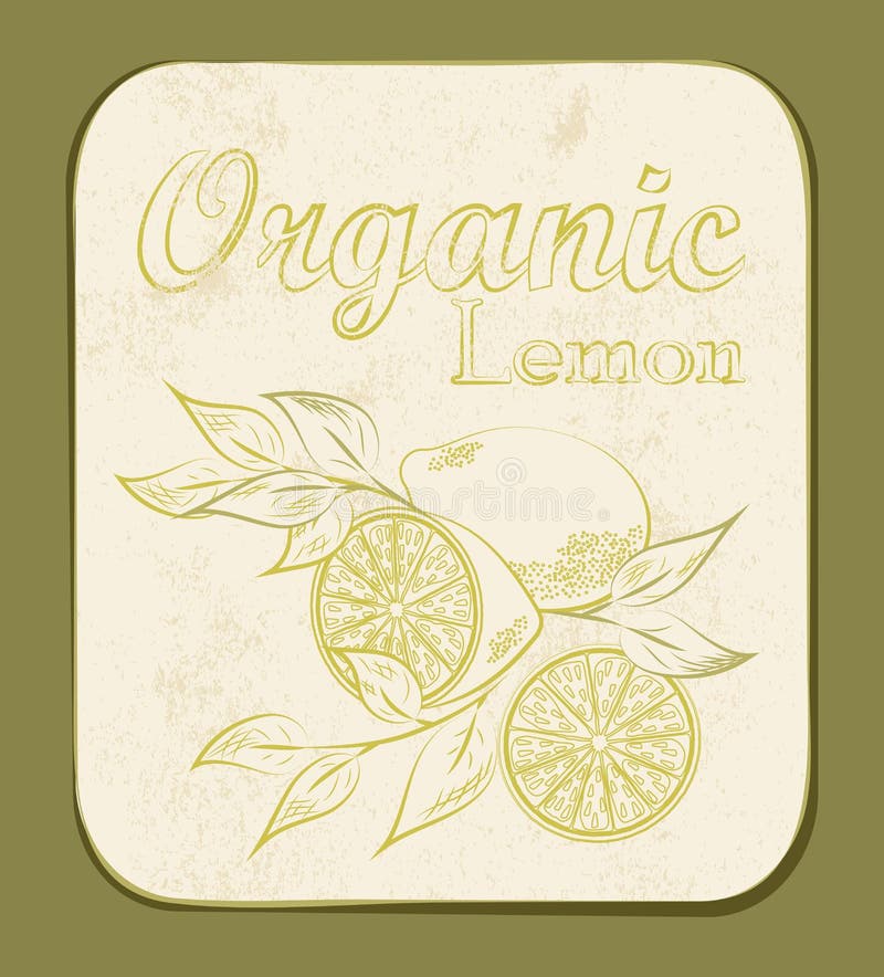 Lemon Label Vector Drawing. Citrus Fruit Engraved Frame Template Stock ...