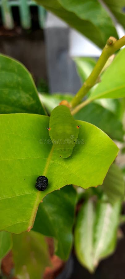 Lemon Leaf Caterpillar with Its Dung Balls Stock Photo - Image of balls ...