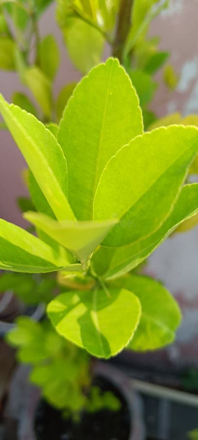 Lemon Leaf Evergreen Tree Latest 2022. Stock Image - Image of tree ...