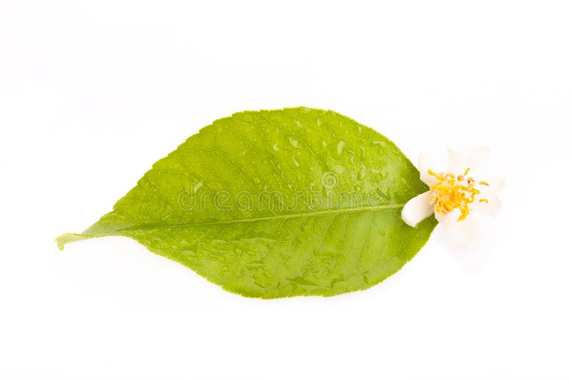 Lemon Leaf And Flower stock photo. Image of isolated - 22453772