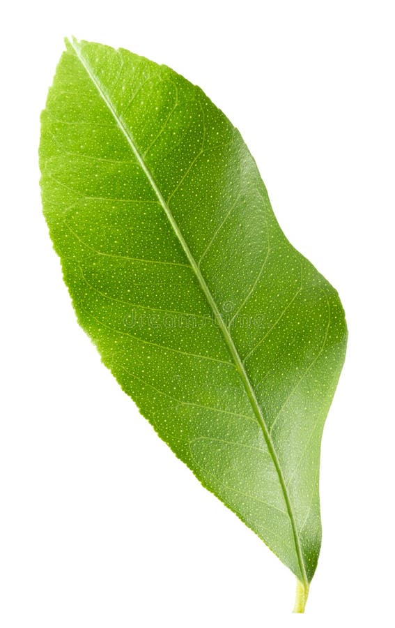 Lemon Leaf Isolated on the White Background Stock Photo - Image of ...