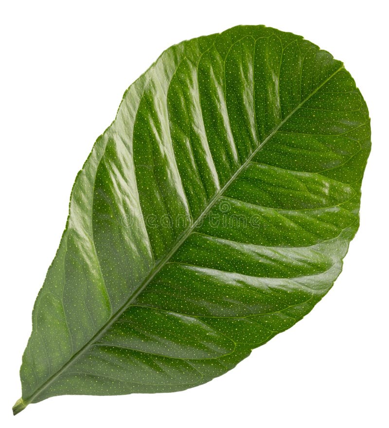 Lemon Leaf Isolated on a White Background Stock Photo - Image of lemon ...