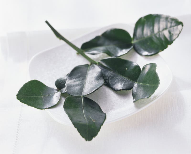 Lemon leaves stock image. Image of herbal, lemon, bowl - 7675011