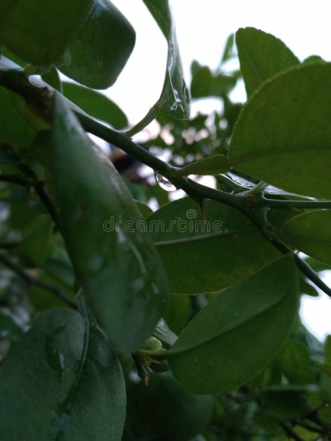Lemon Leaves after Bathing in the Rain Stock Photo - Image of bathing ...