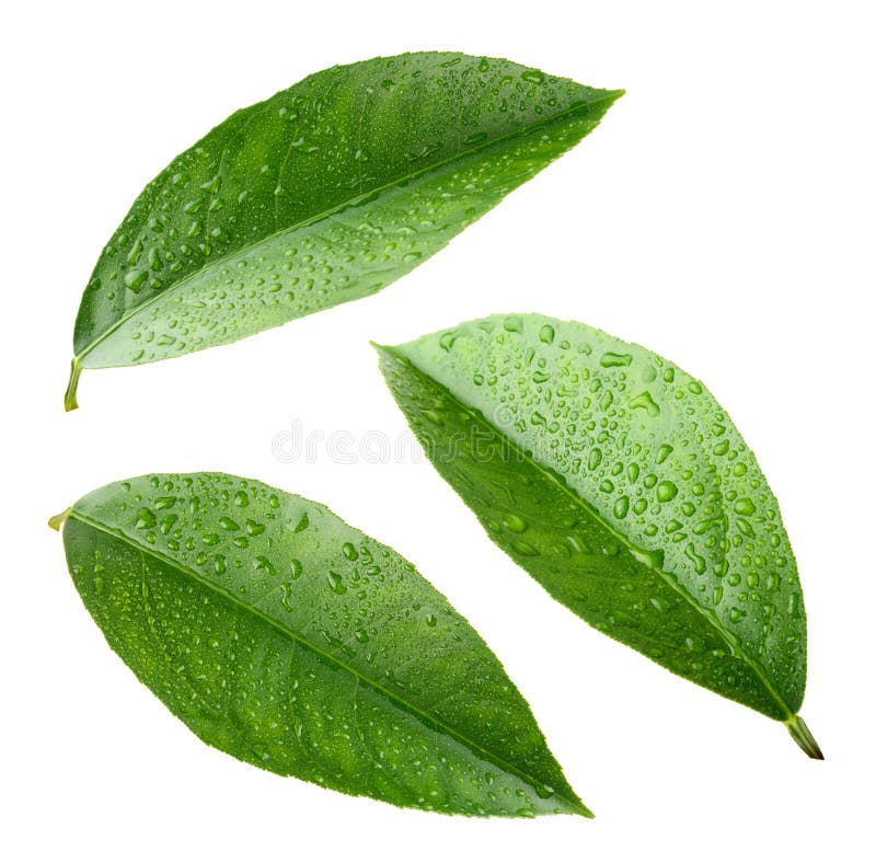 Lemon Leaves isolated stock photo. Image of leaf, leaves - 17039980