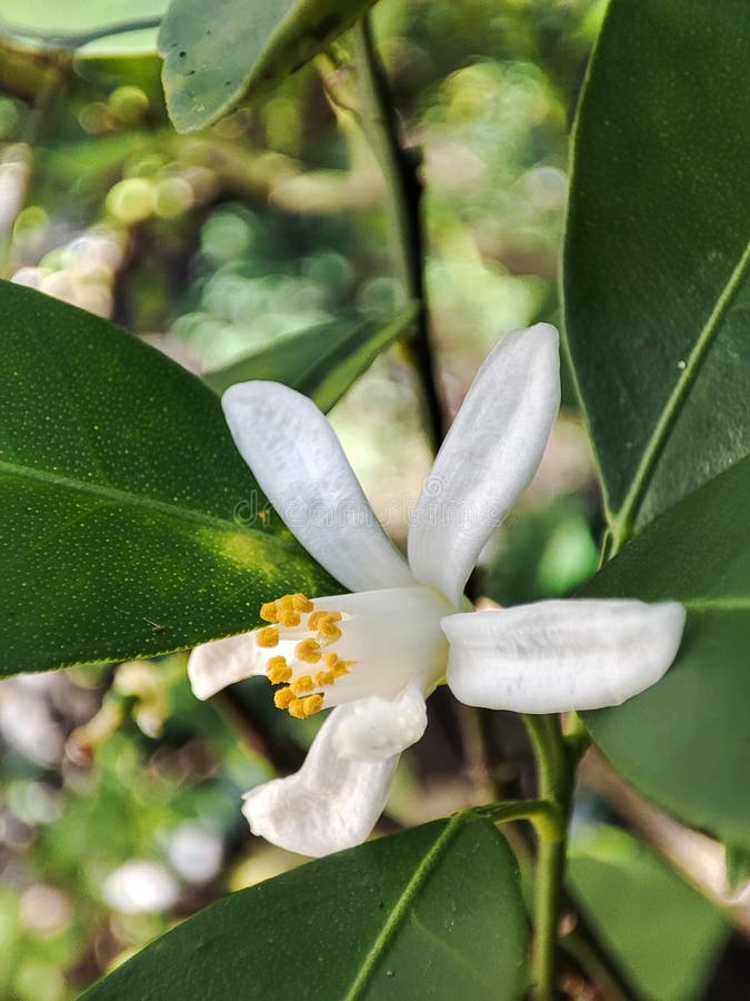 Lemon Leaves and Flowers are Attractive. this Lemon is Suitable As a ...