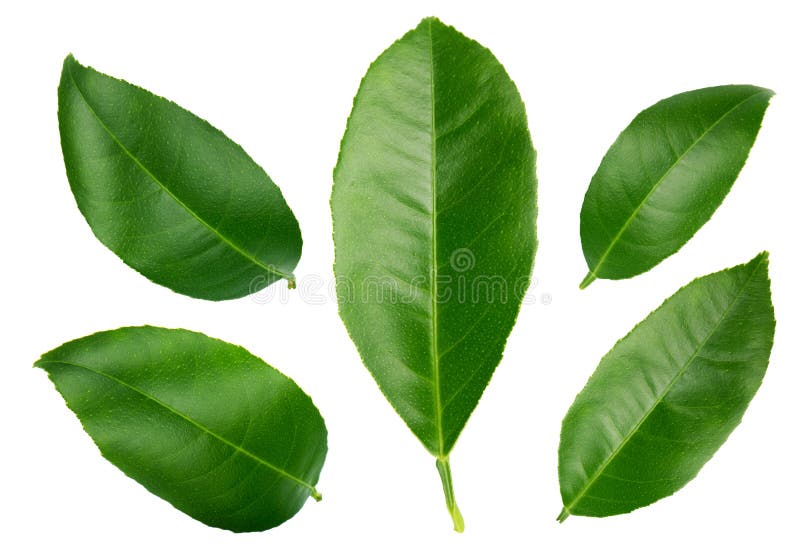 Lemon Leaves Isolated on White Background Stock Photo - Image of macro ...