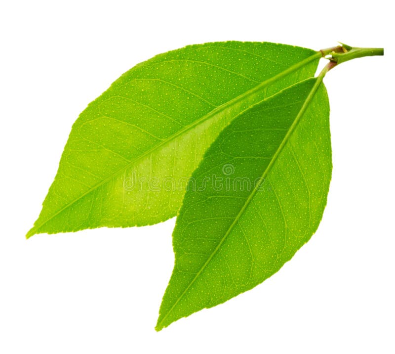 Lemon Leaves Isolated on the White Background Stock Image - Image of ...