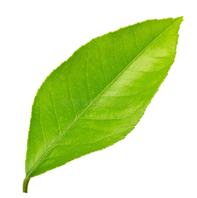 Lemon Leaves Isolated on the White Background Stock Photo - Image of ...