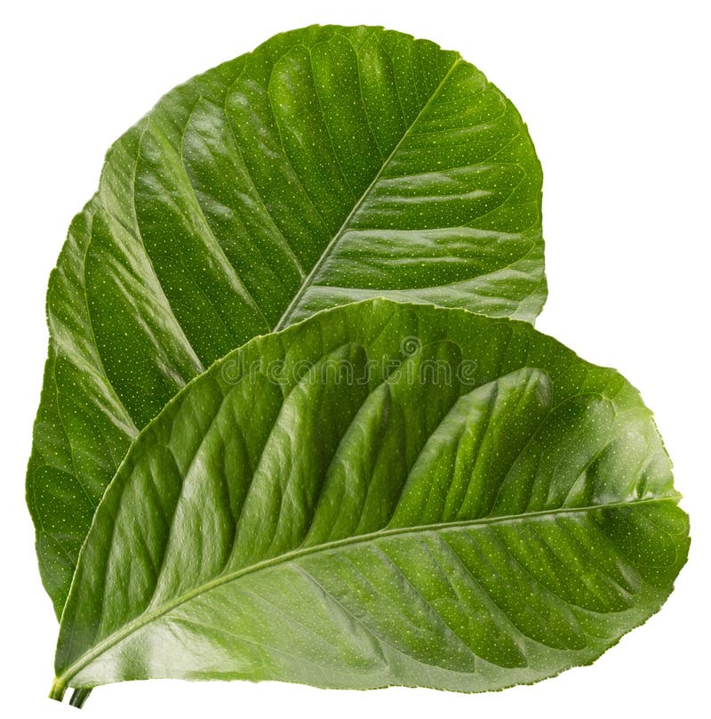 Lemon Leaves Isolated on a White Background Stock Photo - Image of ...