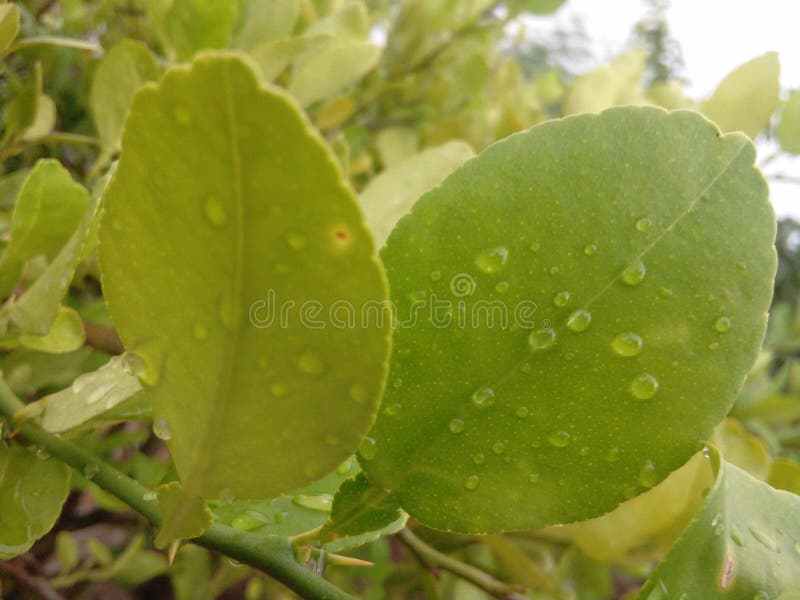 Lemon leaves stock image. Image of beauty, natural, lemon - 133187005