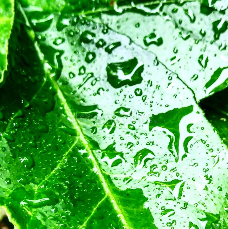 Lemon Leaves in the Rain Water Droplets Dew Fresh Stock Photo - Image ...
