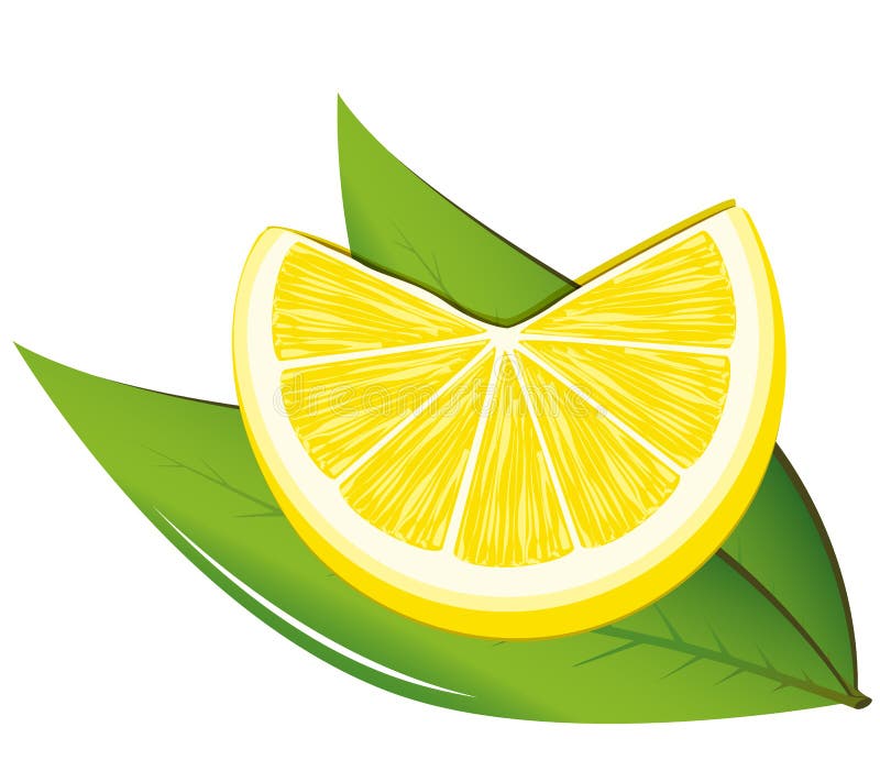 Lemon and leaves stock vector. Illustration of spring - 39885832