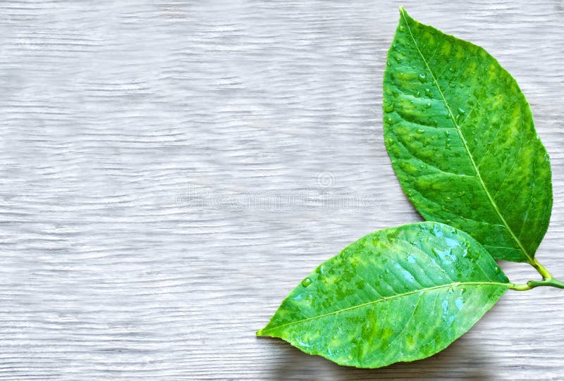 Lemon leaves stock image. Image of tree, texture, garden - 36153993