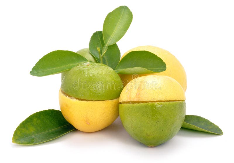 Branch of Juicy Lemons with Leaves Isolated on White Background Stock ...