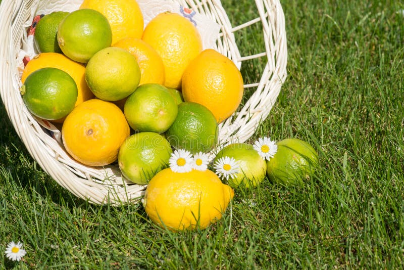 Lemon and lime stock image. Image of basket, healthy - 39951675