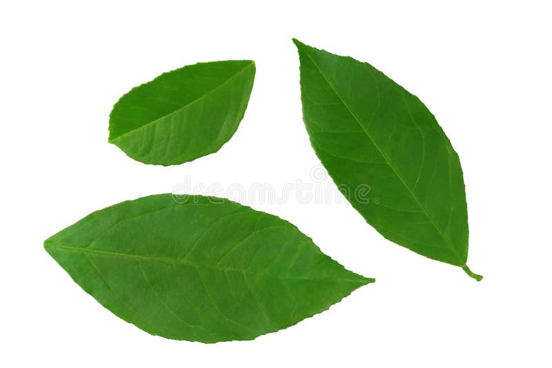 Lemon Lime Leaves Isolated on a White Background Stock Photo - Image of ...