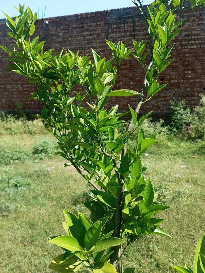 Lime, Lime Plant or Lemon Tree Stock Image - Image of house, tropical ...
