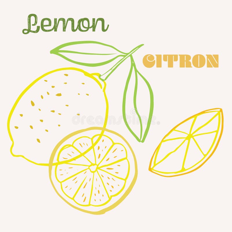 Lemon Line Art Hand-drawn Multicolor Modern Vector Illustration ...