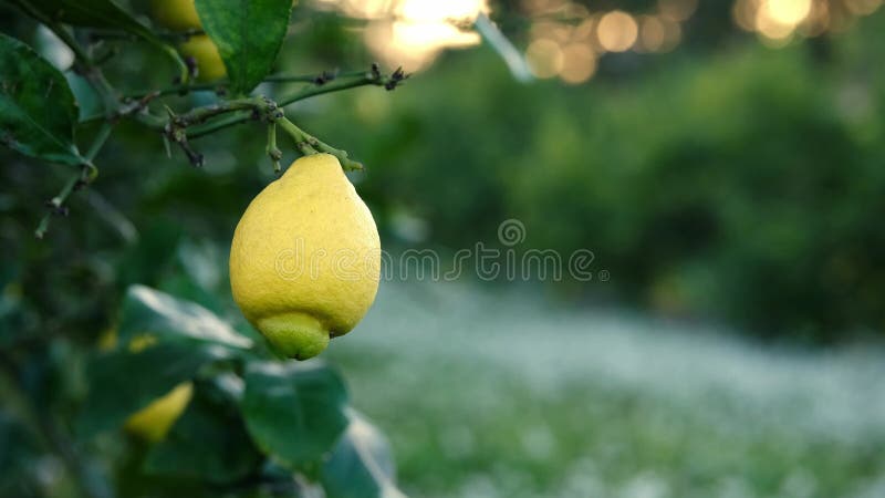 Lemon Located at the End of the Lemon Tree Branch Stock Video - Video ...
