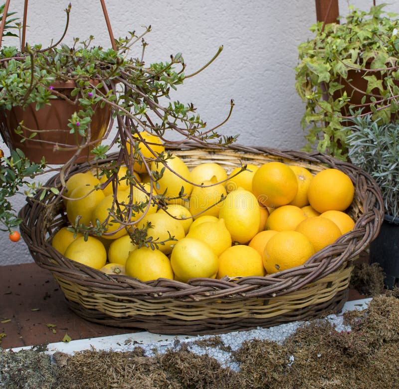 Lemon in the basket stock photo. Image of middle, baklava - 132620570