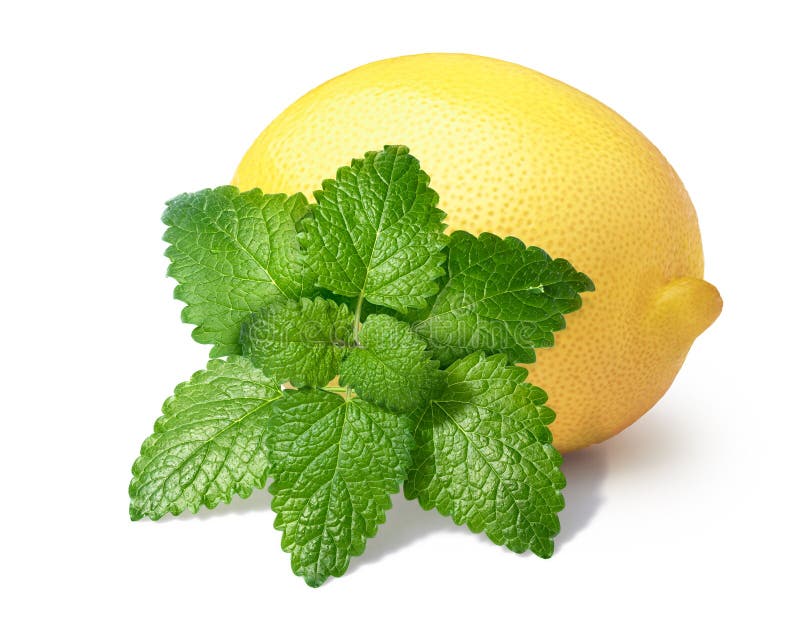 Lemon with Mint Balm Isolated Stock Photo - Image of white, balm: 70117160