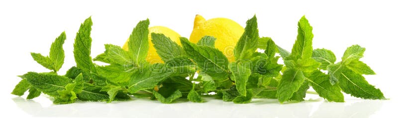Lemon and Mint Panorama on White Background Stock Image - Image of ...
