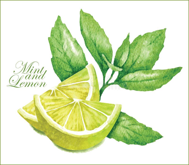 Lemon and mint sketches. stock vector. Illustration of macro - 59764587