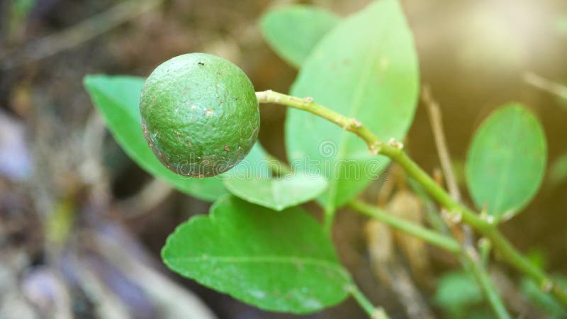 Lime green stock image. Image of flow, floor, breaking - 139923625