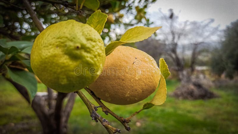 Lemon nature stock image. Image of sunlight, yellow - 263510309