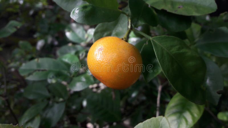 Lemon Orange Naarang & X28; Naaran & X29; Stock Photo - Image of yellow ...